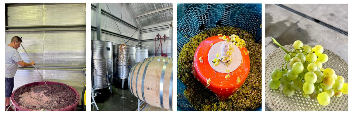 Vintage 2021 is in full swing for the team at Gruppetto Vino | News and ...