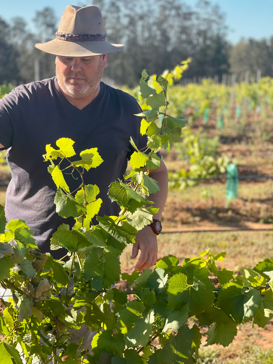 Sponsor a Vine - Founders Club | Approachable, affordable wines